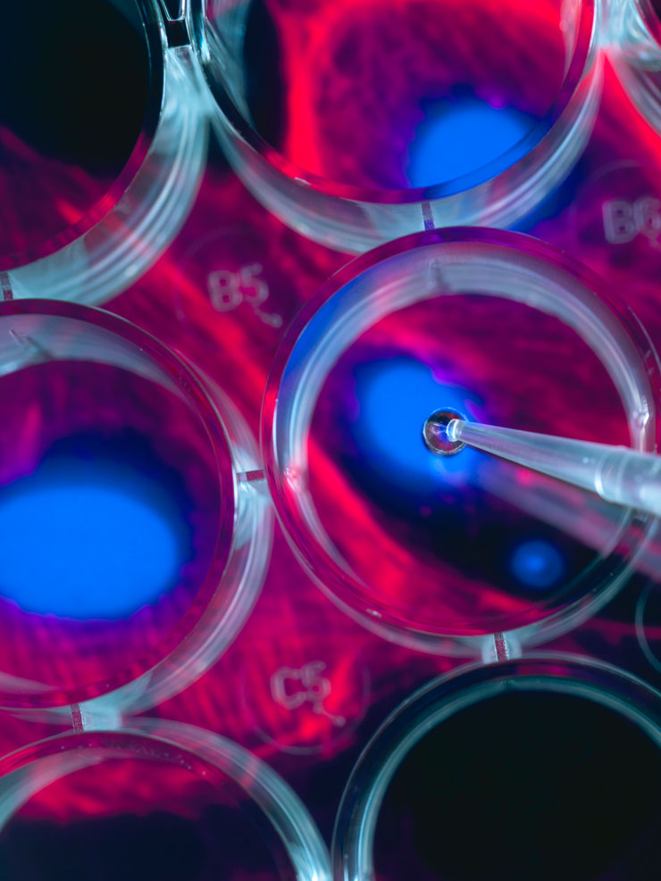 Overview | Stem Cell Research and Regenerative Medicine | Albert ...