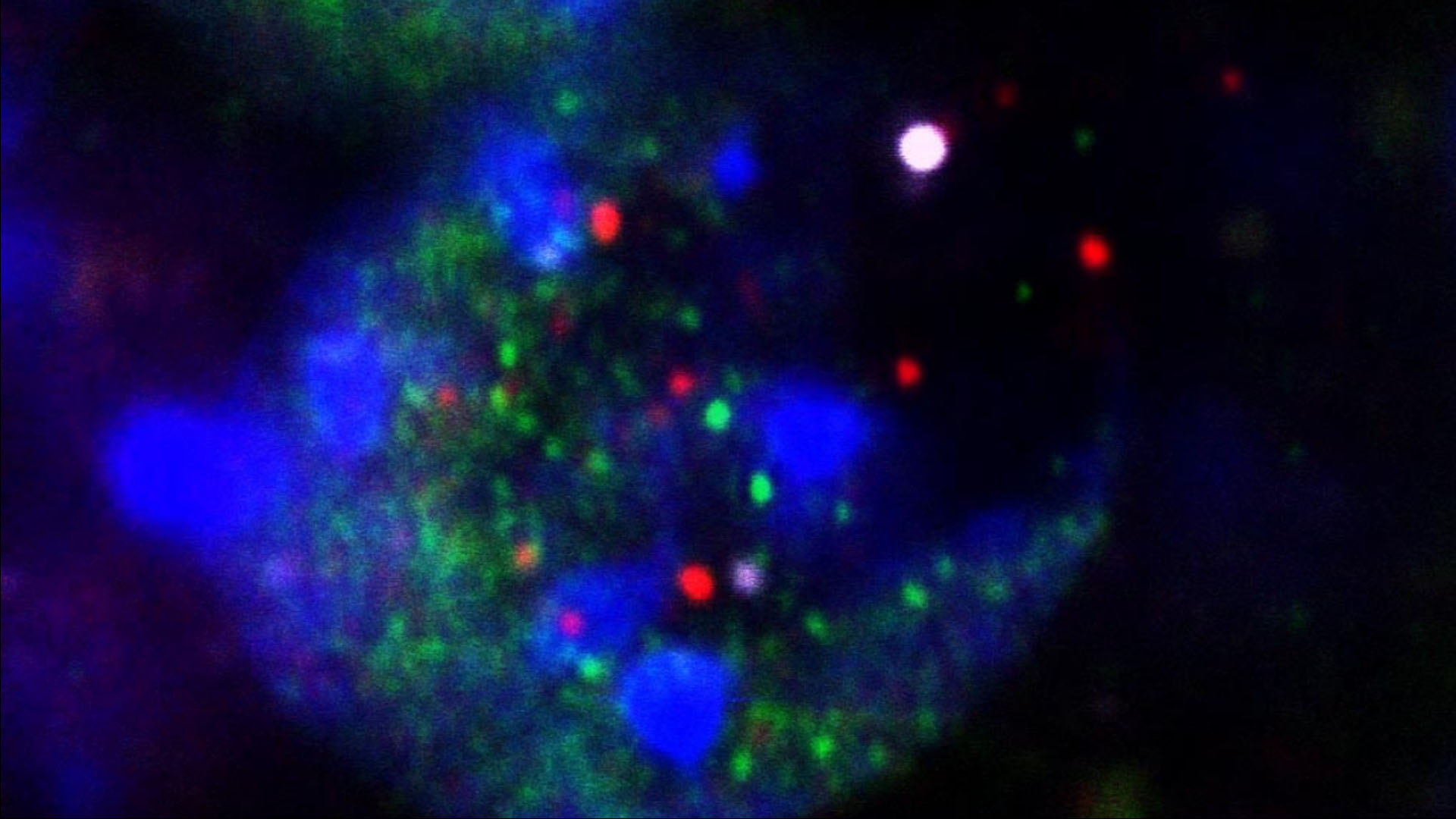 Jelena Radulovic, M.D., Ph.D. | Faculty Directory | Albert Einstein ...