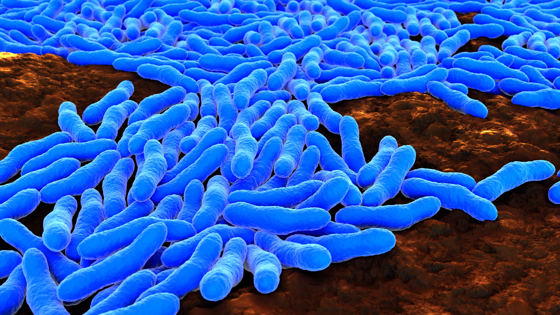 Research | Albert Einstein College of Medicine