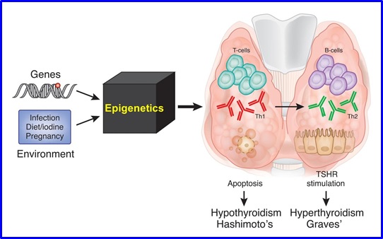 Research | Laboratory of Yaron Tomer | Albert Einstein College of ...