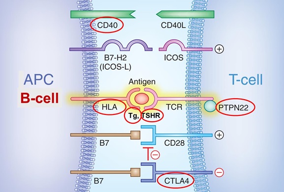 Research | Laboratory of Yaron Tomer | Albert Einstein College of ...