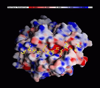 Research | Laboratory of Yaron Tomer | Albert Einstein College of ...