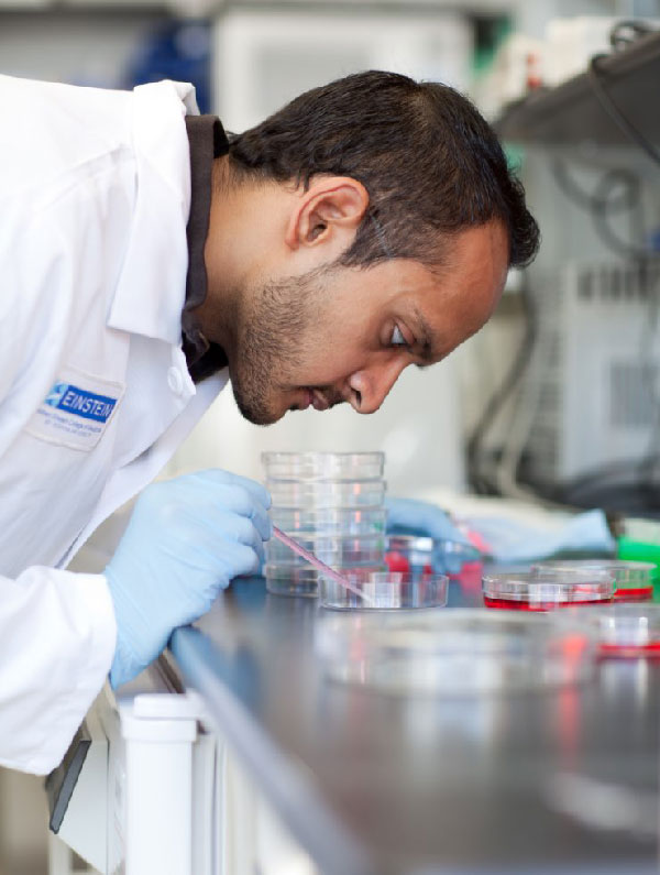 Research | Albert Einstein College of Medicine