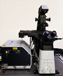 Nikon CSU-W1 Spinning Disk | Analytical Imaging Facility | Albert ...