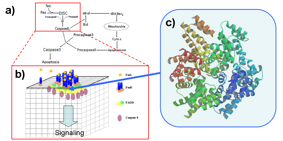 Computational Laboratory of Cell Biophysics - Wu Lab | Montefiore Einstein