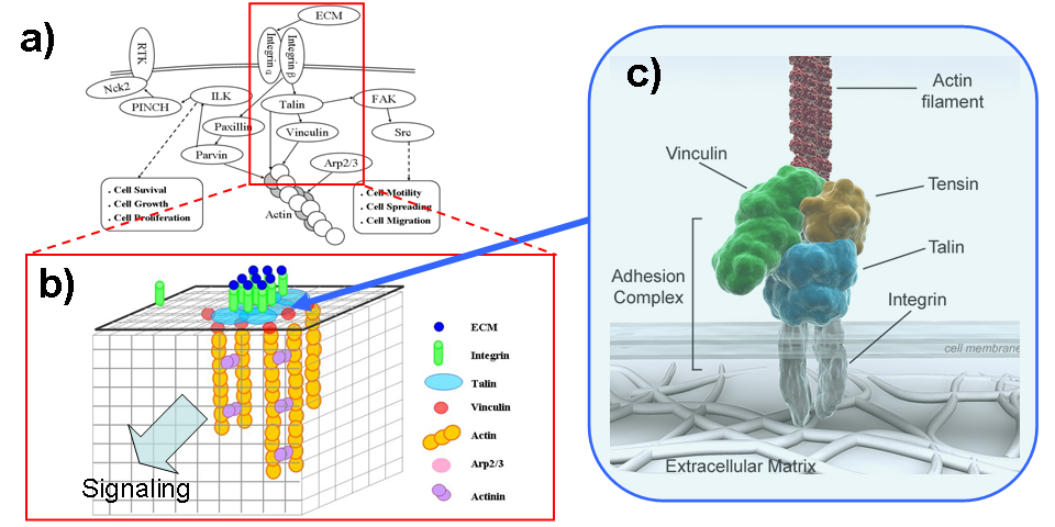 Computational Laboratory of Cell Biophysics - Wu Lab | Montefiore Einstein