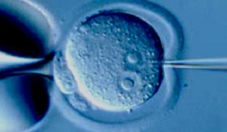 Overview | Transgenic Facility | Albert Einstein College of Medicine ...